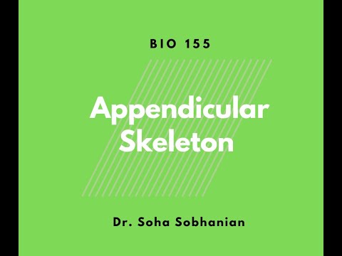Appendicular skeleton lab