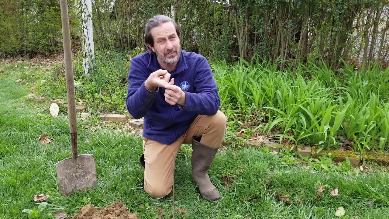 How to Plant a Bare Root Tree Seedling