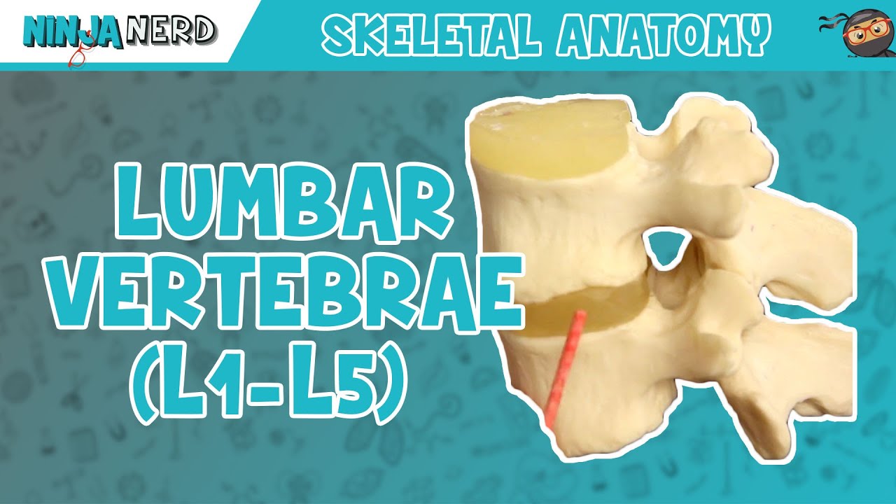 Lumbar Vertebrae (L1-L5) Anatomy