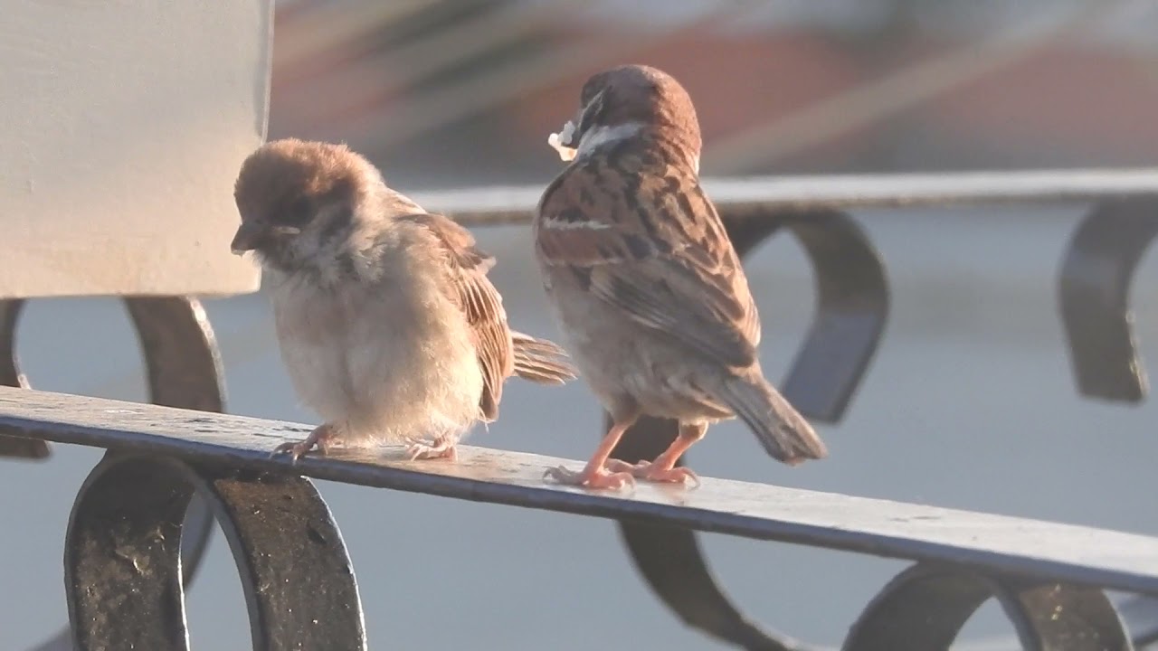 Eurasian Tree Sparrow Allofeeding
