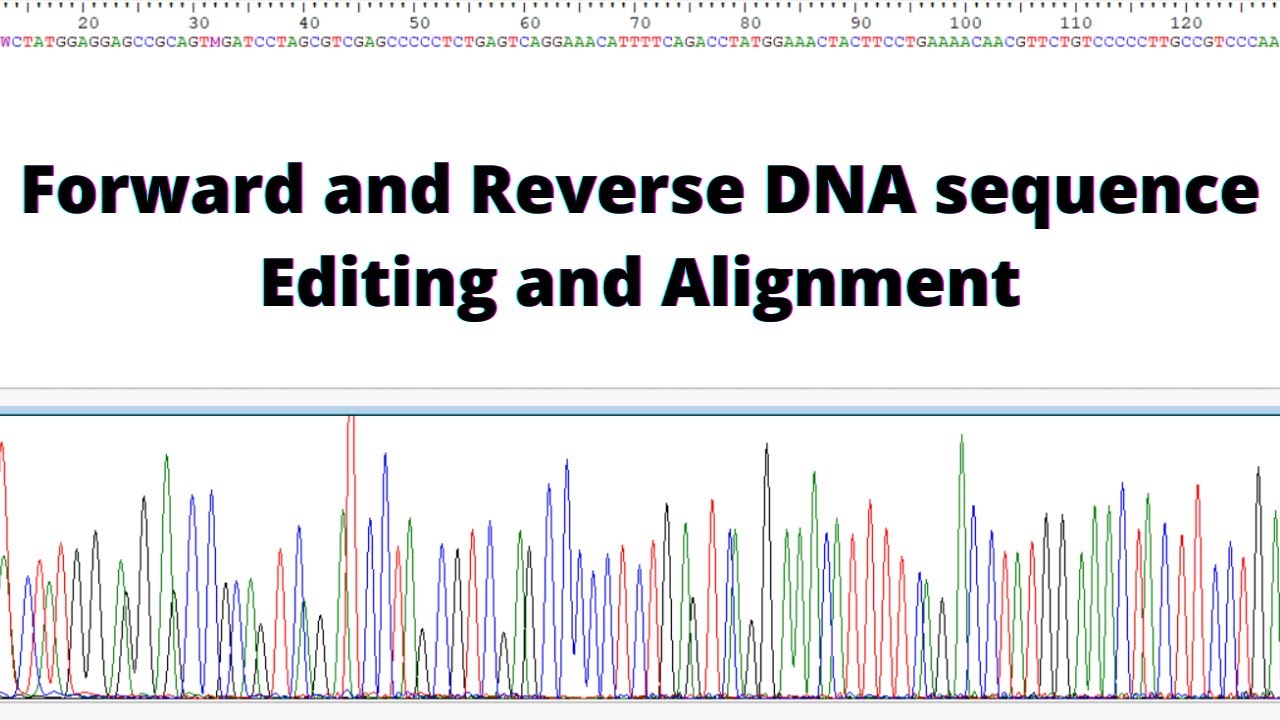 Forward and Reverse DNA Sequence Editing and Alignment