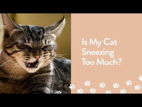 Why Cats Sneeze | When Should I Worry About My Cat Sneezing?