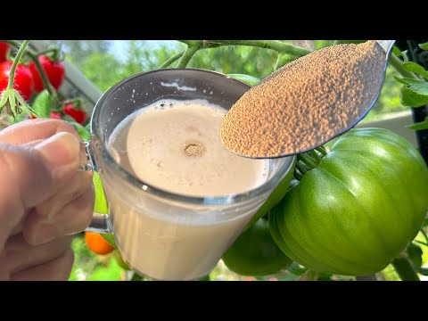 Boost Your Plants with This Powerful Yeast-Based Fertilizer | Easy DIY Recipe for Thriving Gardens!