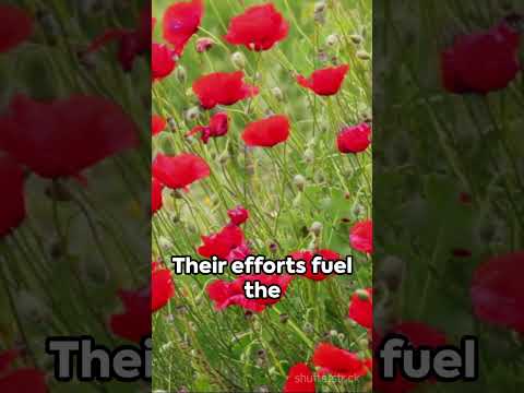 The Red Poppy A Symbol of Remembrance 11 11