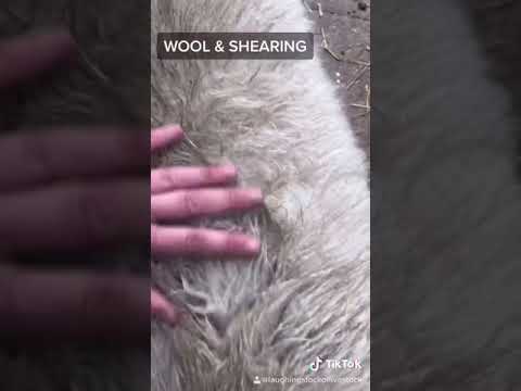 Sheep wool & shearing - for profit?