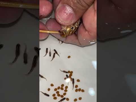 Auratus cichlid fish giving birth ππ³ππ #fish #aquariumfish