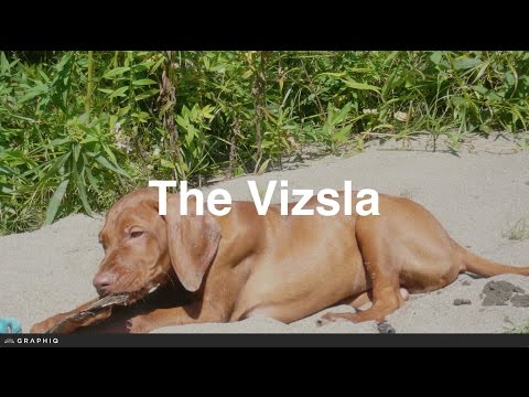 Vizsla - Dog Profile from PetBreeds.com