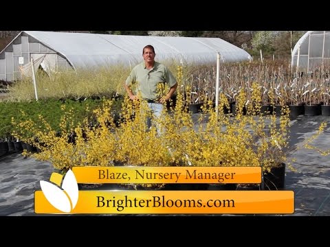 Lynwood Gold Forsythia at Brighter Blooms Nursery
