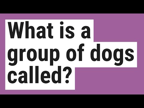 What is a group of dogs called?