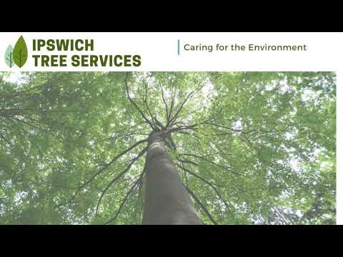 Tree Removal in Ipswich is Easy With CVS Home – Aussie Tree Lopping Ipswich