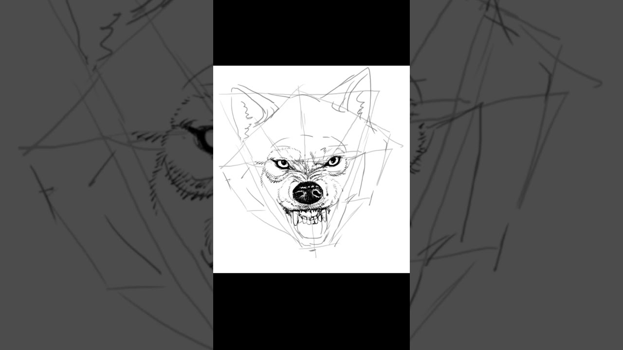 Steps of drawing an angry wolf's head from the front in a book graphic style, shorts