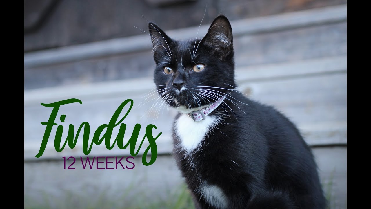 Closer to your heart | Welcome home FINDUS