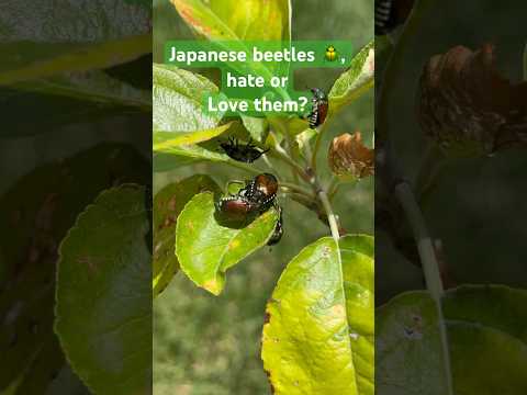 Japanese beetle destroying my plants #nature #plants #shorts #trending