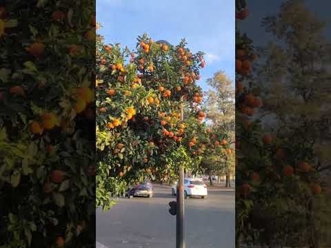 Tangerine 🍊 🍊 🍊 tree /🌳 Árbol de mandarina 🍊🍊🍊