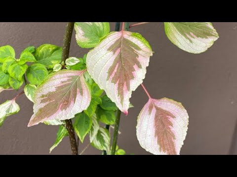 Pagoda Dogwood, "Golden Shadows" Summer Update - August