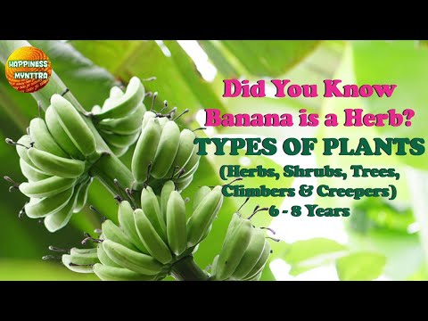 Did you know Banana Plant is a Herb? Types of Plants