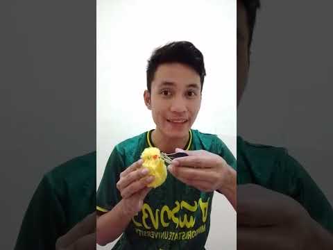 INSTRUCTIONAL VIDEO ( ANIMAL PRODUCTION POULTRY-CHICKEN) NC II - TRIM BEAK