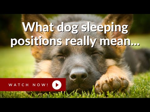 How does your dog sleep? 💤
