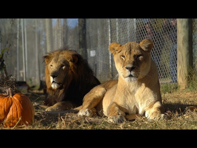 Animal Park at Conservators Center – Animal Park at Conservators Center