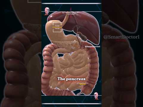 Your Digestive System ✨😍