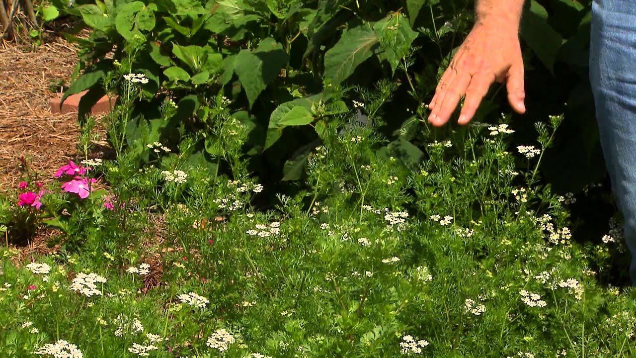 What to do with bolting herbs