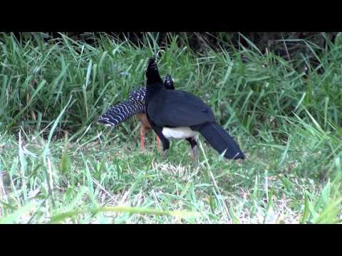 Bare-faced Curassow: Couple Free in the Wild – Around in the Riparian Forest 🦜🌿Mutum-de-penacho