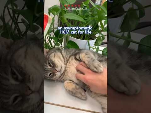 Vet explains FATE, a condition that can develop in cats with HCM #fyp #cathcm #FATEincats #part5