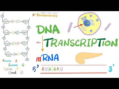 DNA Transcription (Converting DNA to RNA)