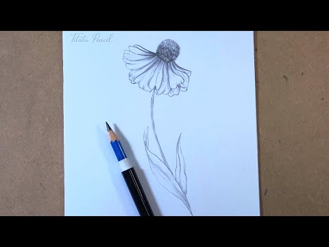 How to Draw a Wildflower Step by Step | Pencil drawing