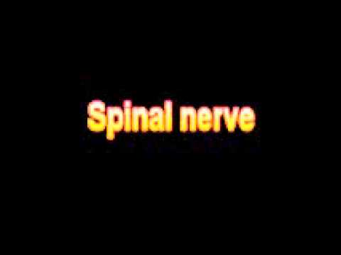 What Is The Definition Of Spinal nerve Medical School Terminology Dictionary