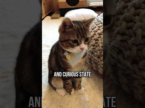 Decoding Cat Ear Language 😺👂💬