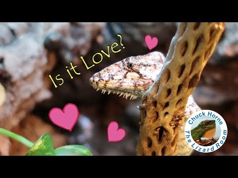 Introducing a female Cuban False Chameleon to a male!