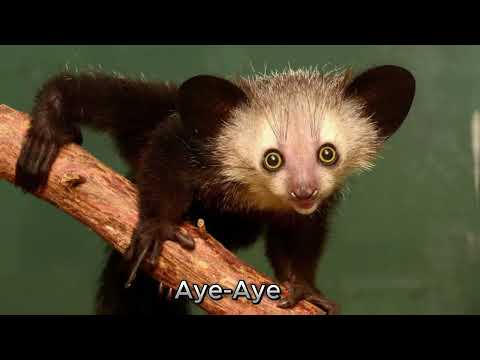 20 Animal Names starts with Letter A