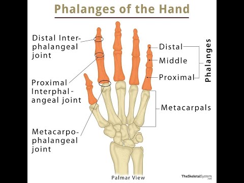 Anatomy of the Phalanges of the hand ; Definition, Proximal, Middle, Distal, Functions