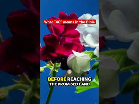 Why the number 40 keeps showing up in the Bible #Jesus #God #Bible #educational #explore #symbols