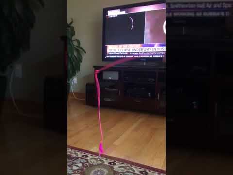 Cat goes crazy during eclipse