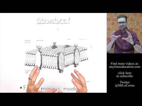 What is the Cell Membrane?