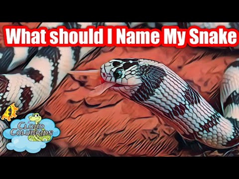 Last Snake Video of the Year: What should I name my snake?