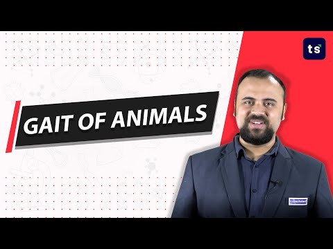 Gait of animals | Biology | Gait | Movements