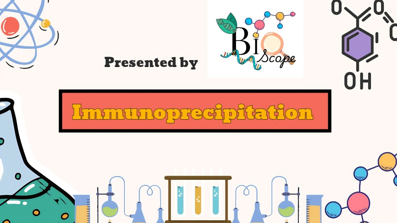 Immunoprecipitation (IP) Explained: How Scientists Isolate Proteins 