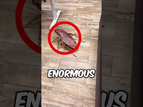 The Biggest Cockroach In The World 😱 (minibricks.co)