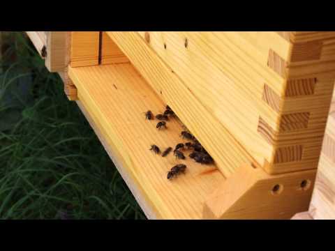European dark honey bee Apis mellifera mellifera