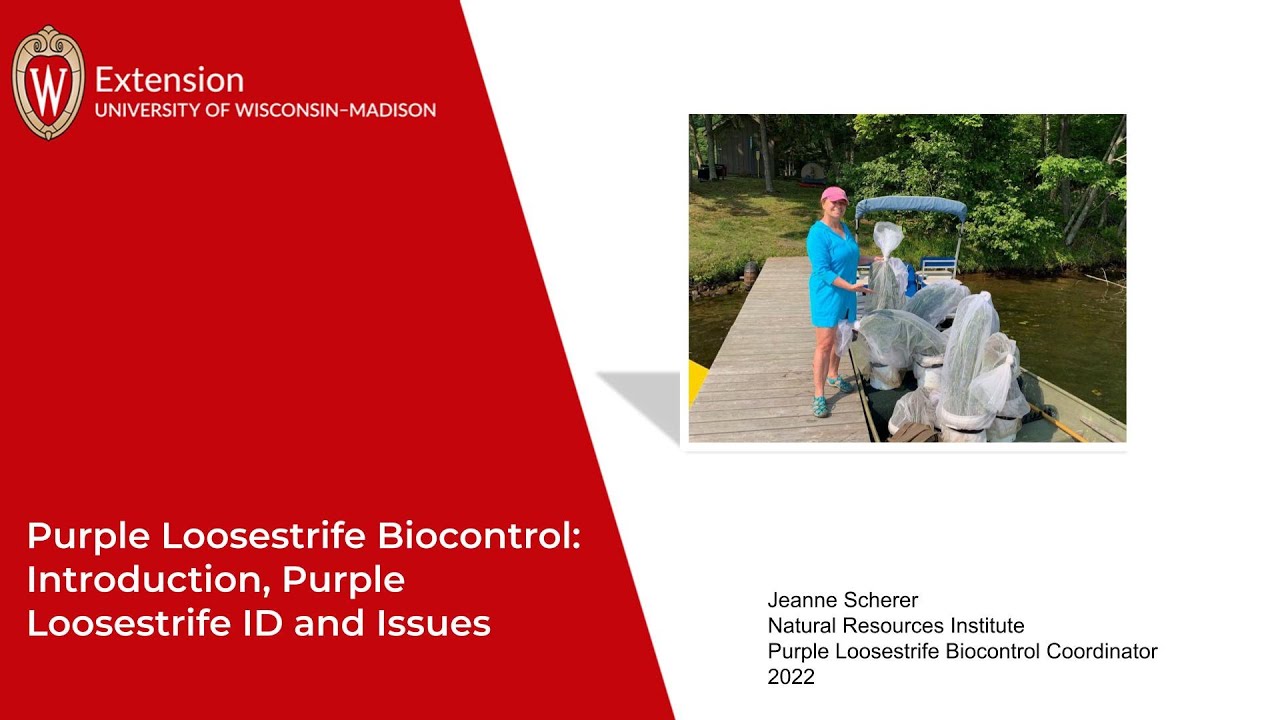 Purple Loosestrife Biocontrol Training - Program Overview
