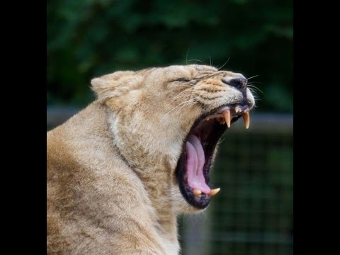 COTSWOLDS MEMOIR Author’s video of COTSWOLD WILDLIFE PARK – Diz White