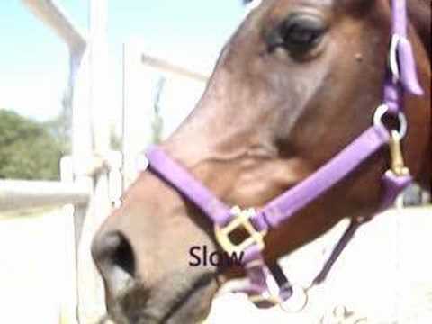 Trix's Whinney