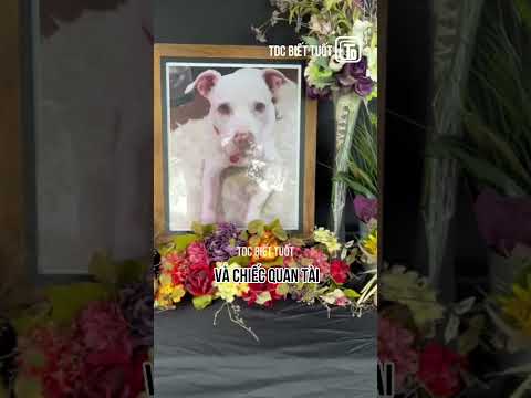 😢những chú chó đưa tiễn bạn của mình