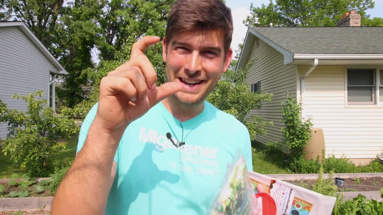 How To Raise Green Lacewings In The Garden