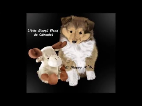 MES DESSINS : CHIENS BERGERS SHETLAND (SHELTIE) CHIHUAHUA TERVUEREN SUR TABLETTE GRAPHIQUE