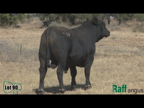 Lot 090 Raff Kiwi Quest QRF22T154
