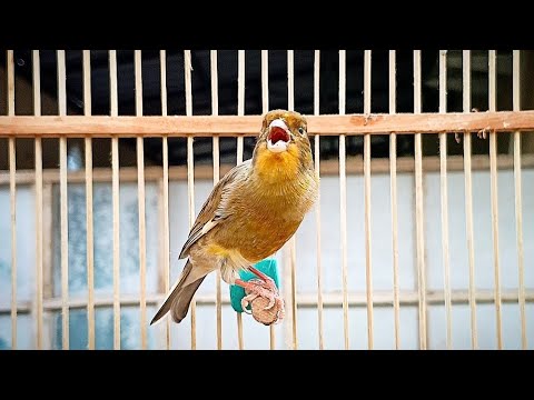 Morning Birdsong Bliss – Spanish Canary Singing Collection